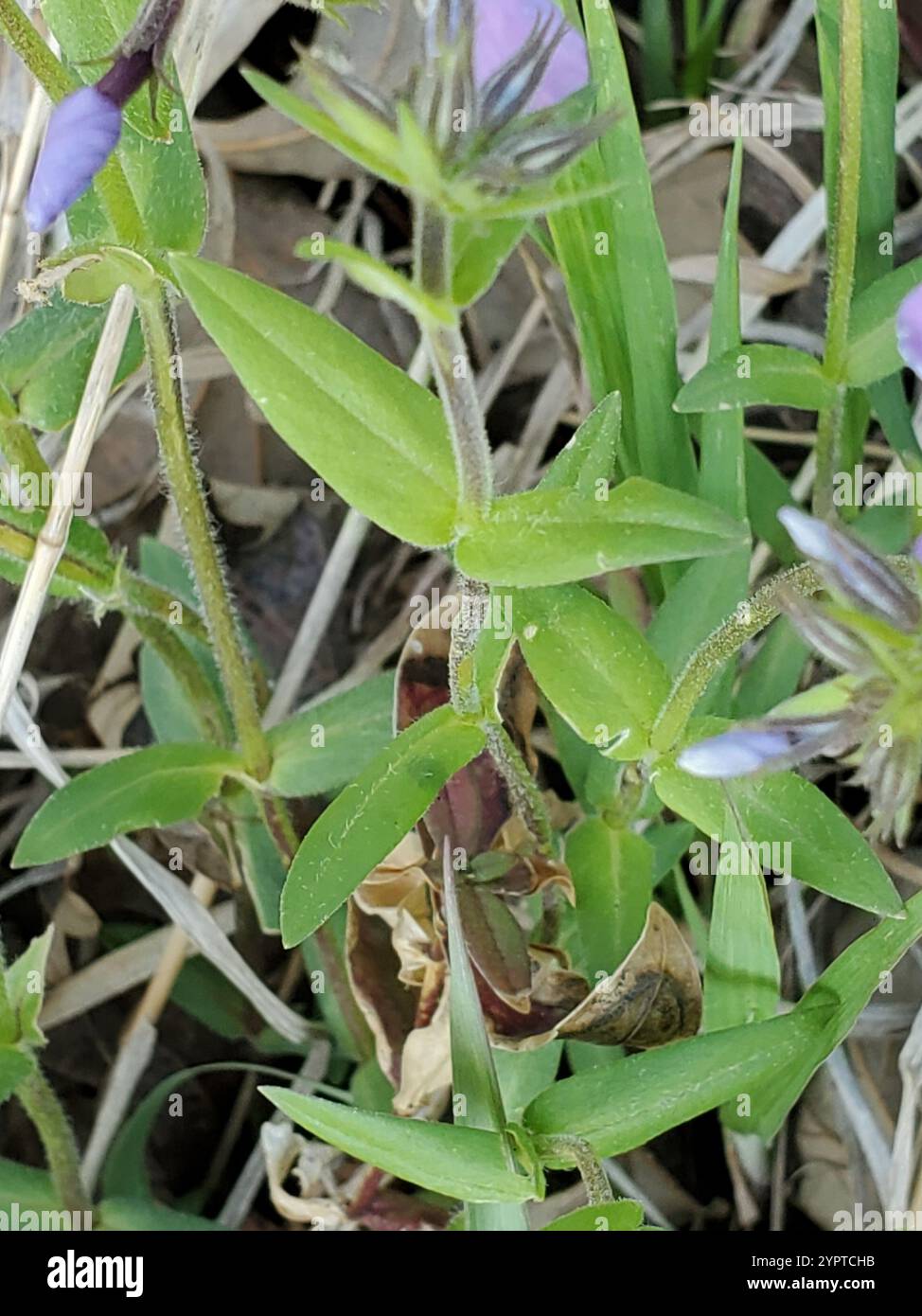 blue phlox (Phlox divaricata Stock Photo - Alamy