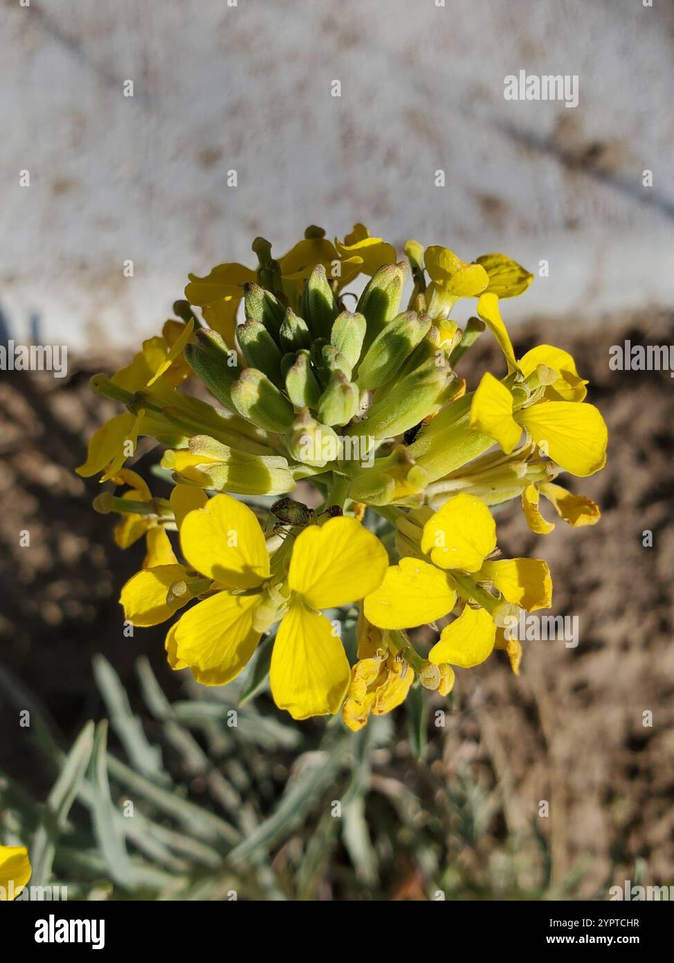 Prairie-rocket Wallflower (Erysimum asperum Stock Photo - Alamy