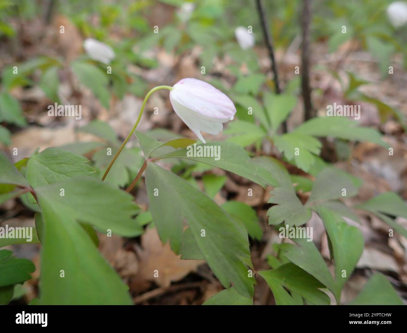 wood anemone (Anemonoides quinquefolia Stock Photo - Alamy