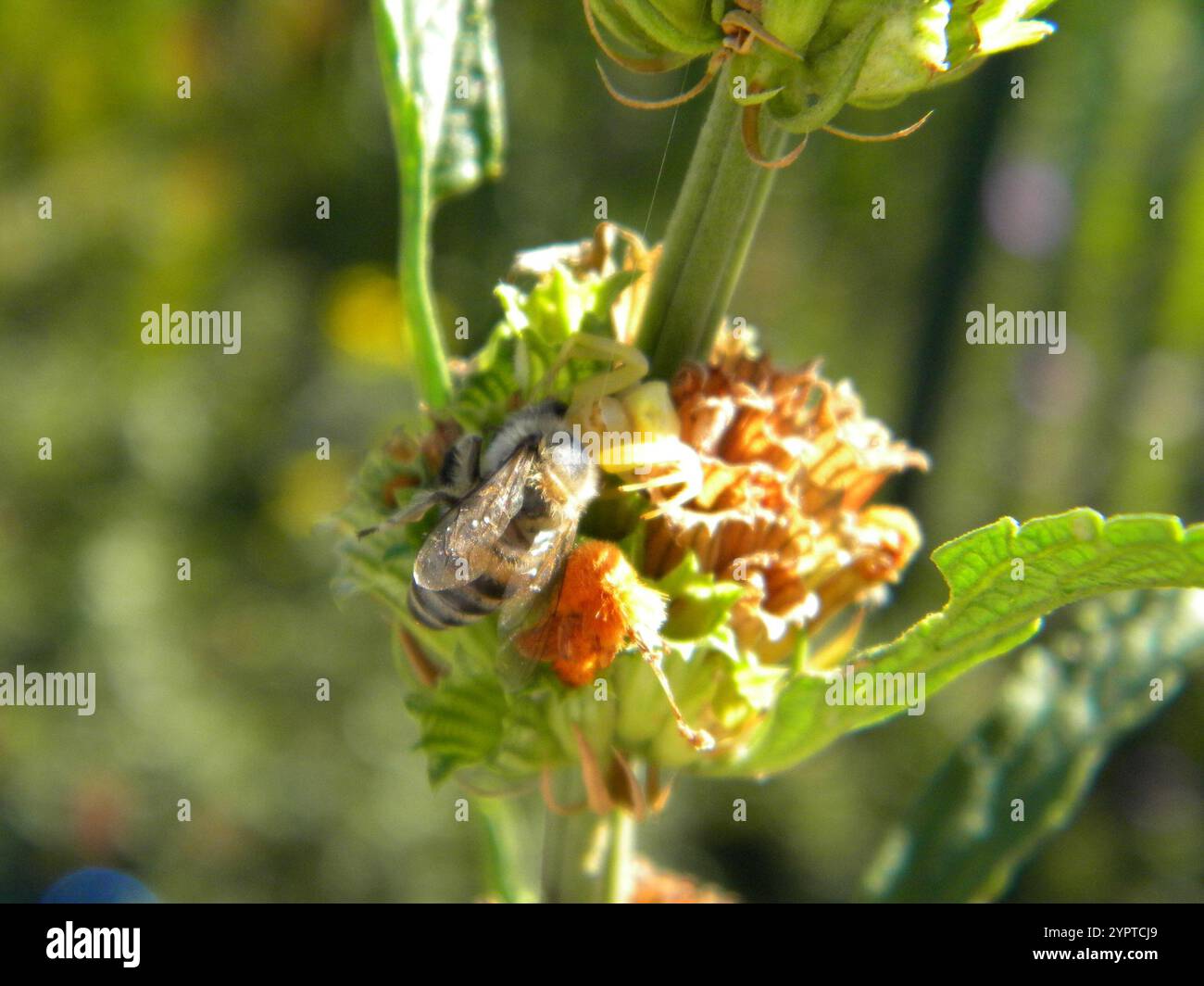 Cape Honey Bee (Apis mellifera capensis Stock Photo - Alamy