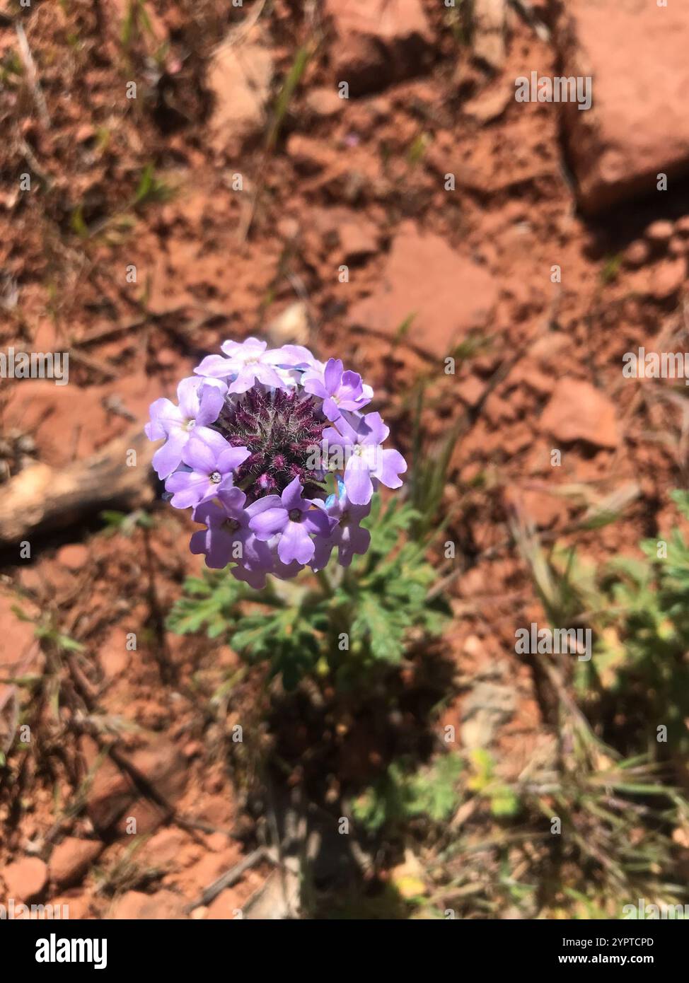 southwestern mock vervain (Glandularia gooddingii Stock Photo - Alamy