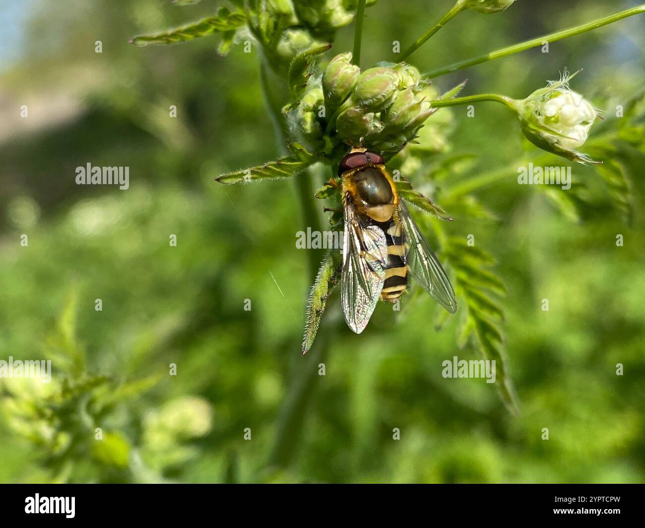 Common Flower Flies (Syrphus Stock Photo - Alamy