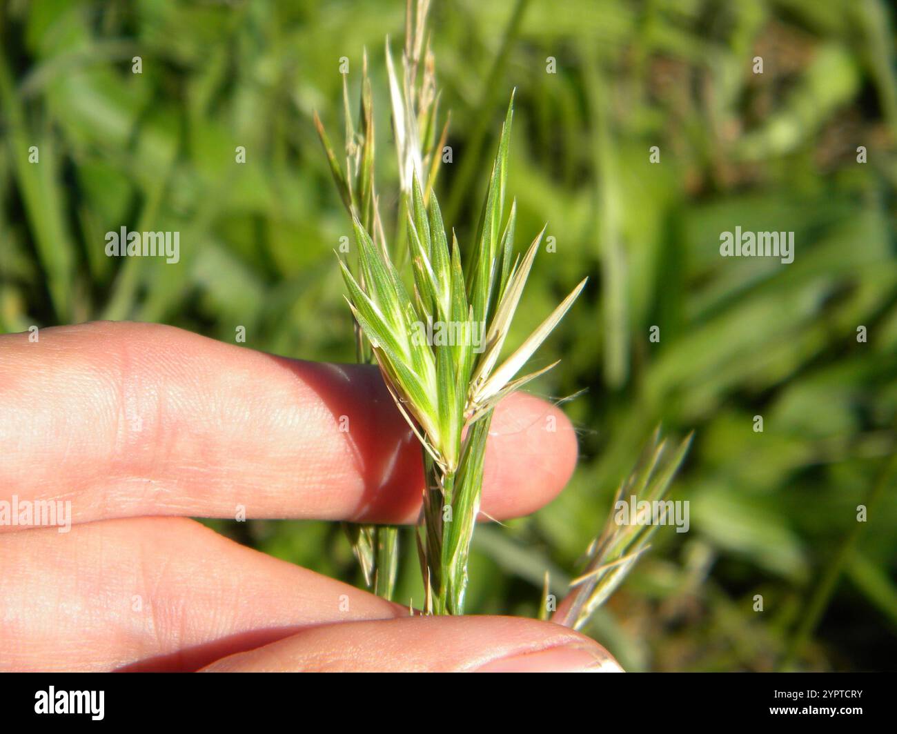 Rescue Brome (Bromus catharticus Stock Photo - Alamy