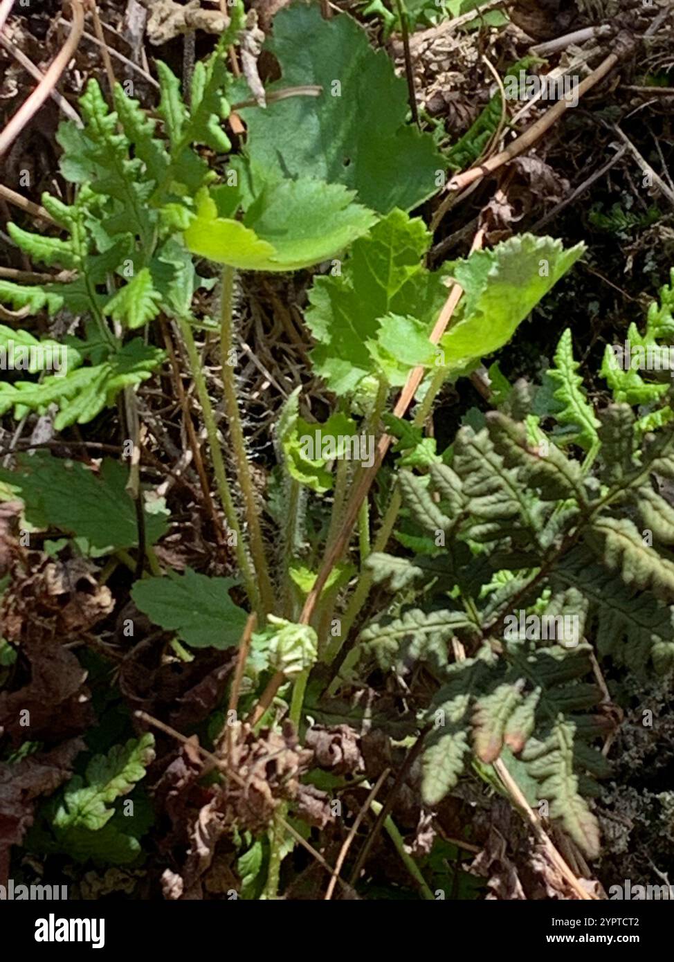 crevice alumroot (Heuchera micrantha Stock Photo - Alamy