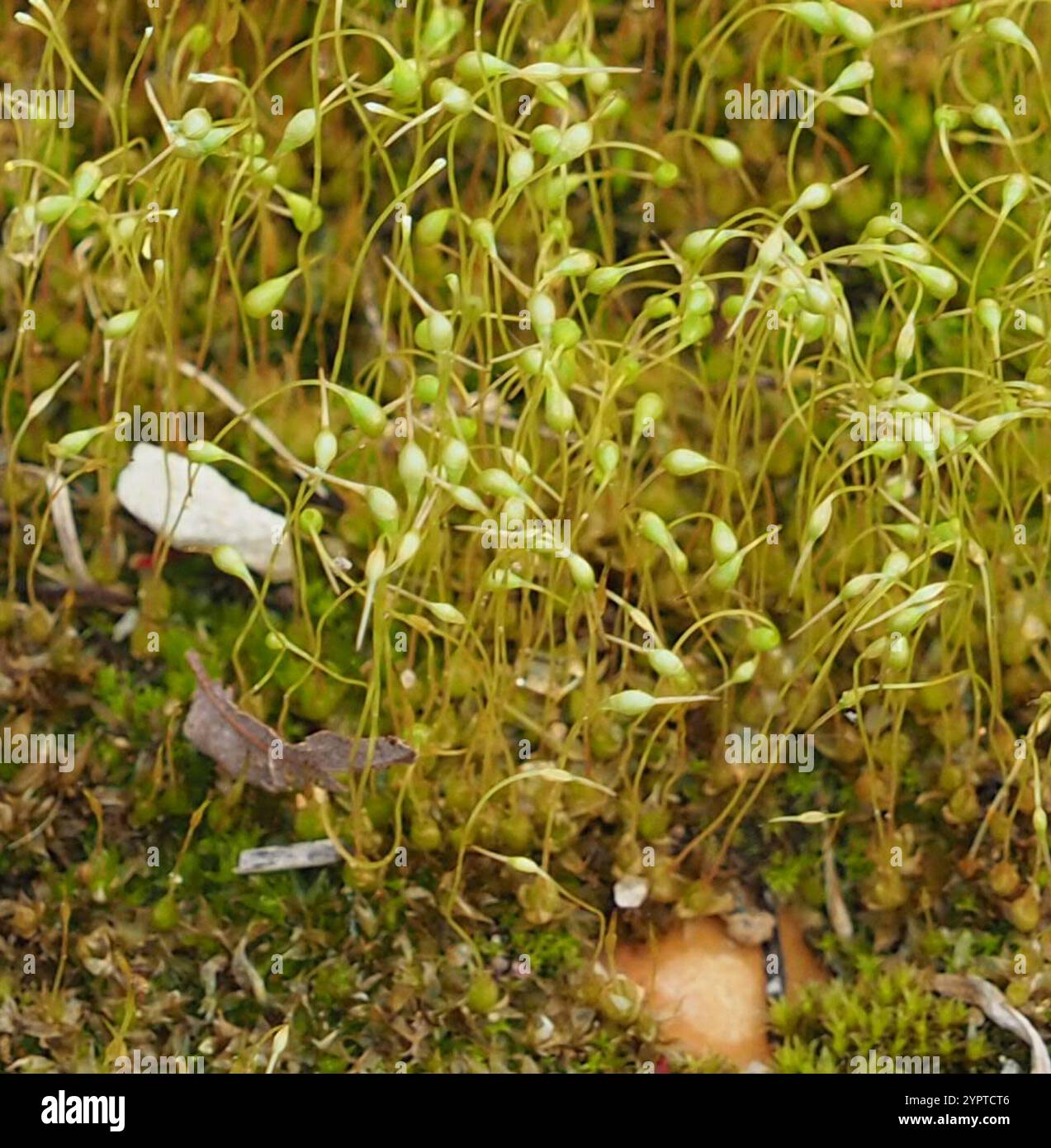 common bladder moss (Physcomitrium pyriforme Stock Photo - Alamy