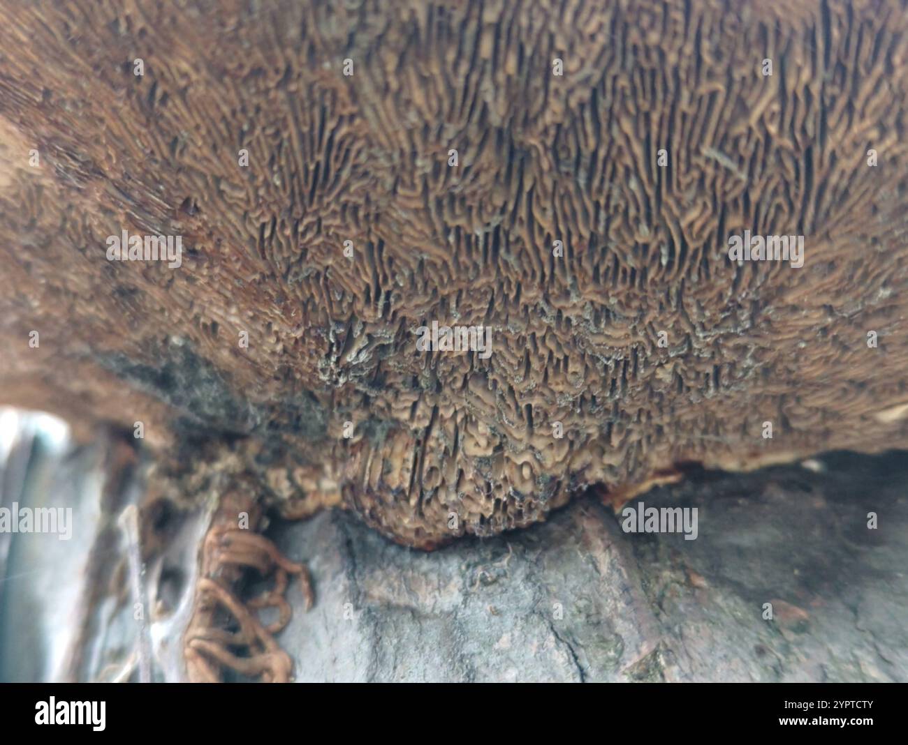 Thin-walled Maze Polypore (Daedaleopsis confragosa Stock Photo - Alamy