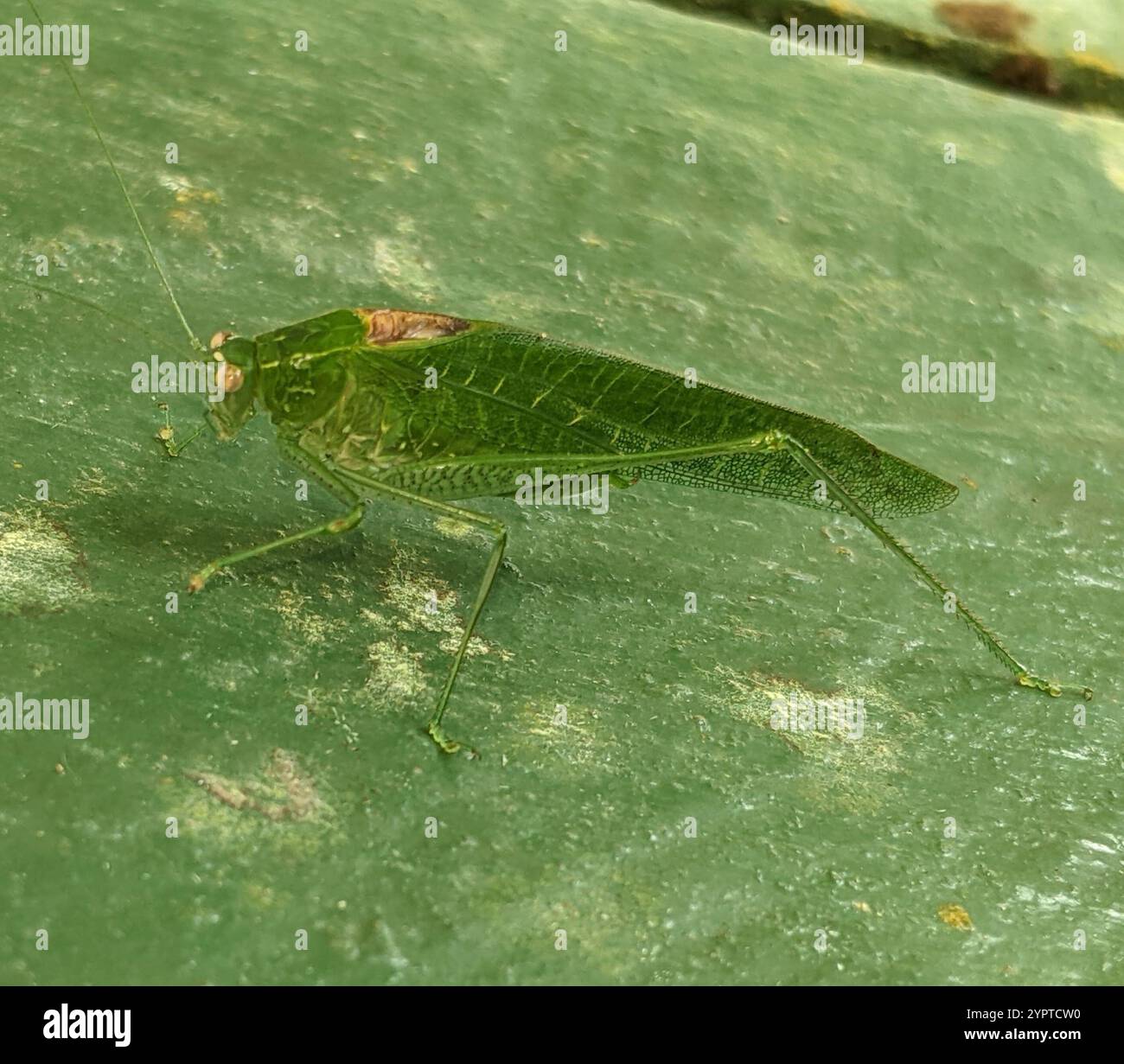 Leaf Katydids (Phaneropterinae Stock Photo - Alamy