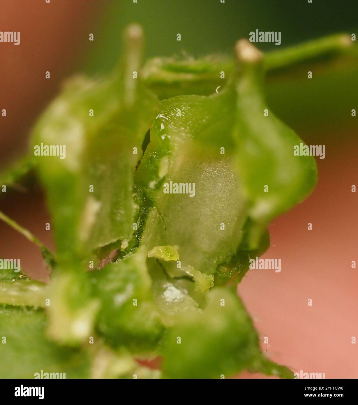 Hackberry Columnar Stem Gall Midge (Celticecis ramicola Stock Photo - Alamy