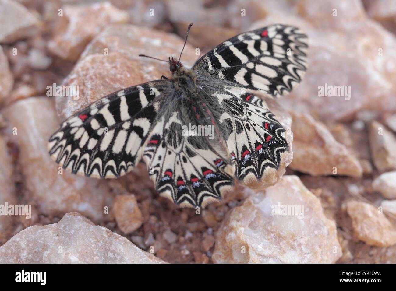 Southern Festoon (Zerynthia polyxena Stock Photo - Alamy