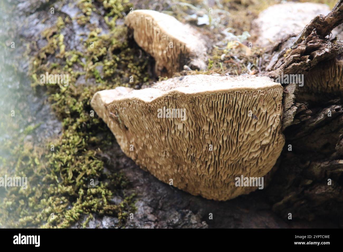 Oak mazegill (Fomitopsis quercina Stock Photo - Alamy