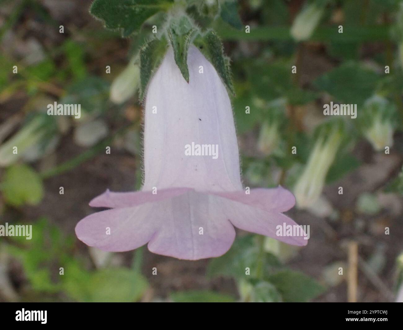 Large Rhodian Bellflower (Campanula hagielia Stock Photo - Alamy