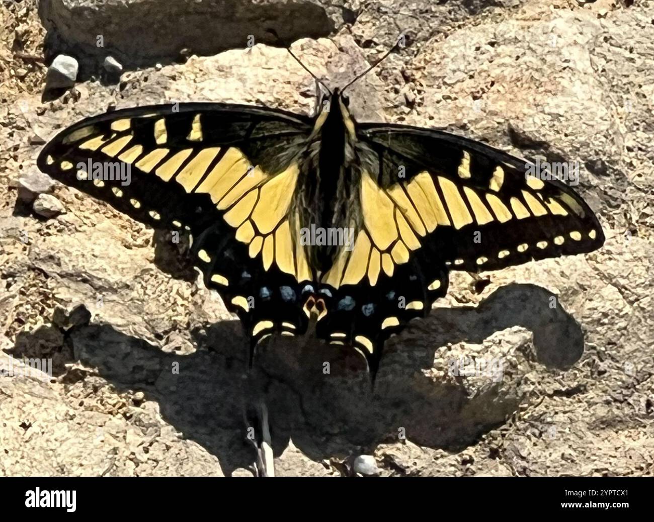Anise Swallowtail (Papilio zelicaon Stock Photo - Alamy