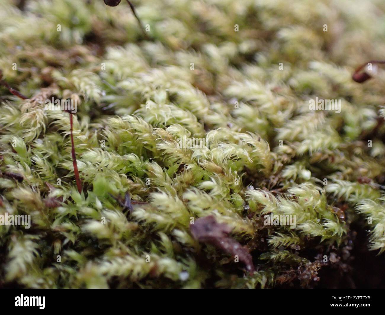 Whipple's claopodium moss (Claopodium whippleanum Stock Photo - Alamy