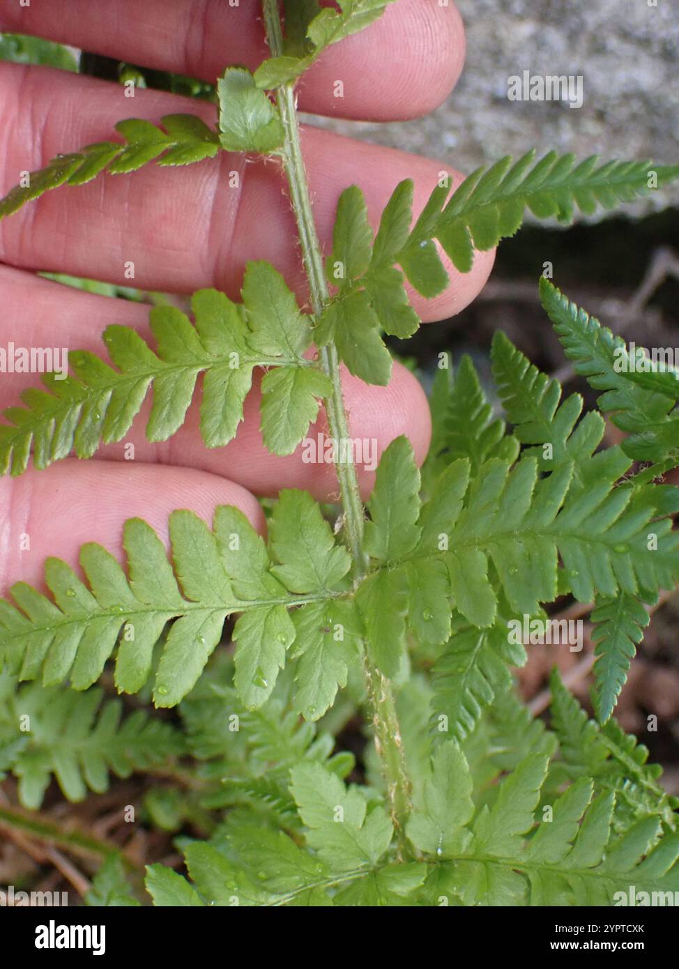 male fern (Dryopteris filix-mas Stock Photo - Alamy