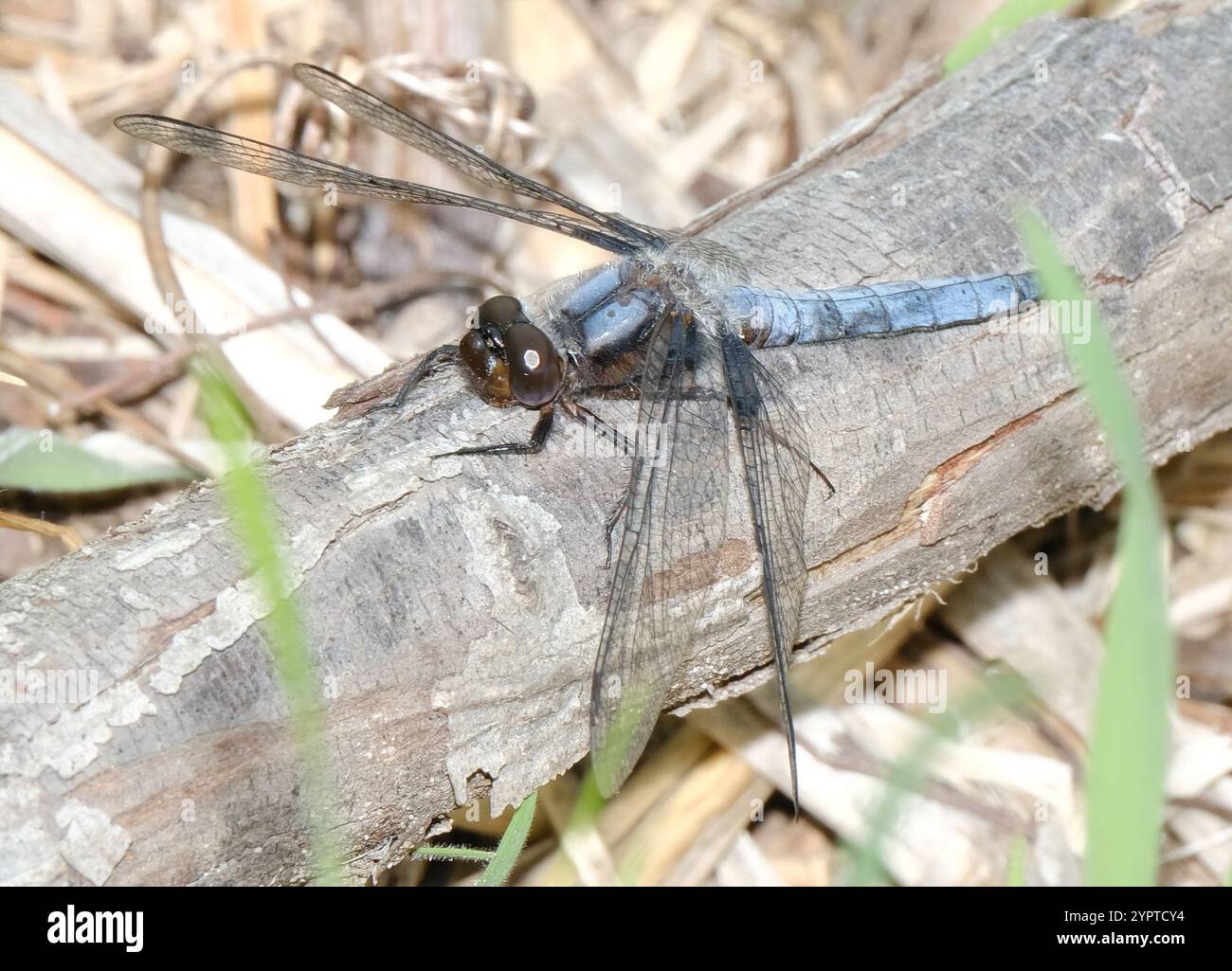 Blue Corporal (Ladona deplanata Stock Photo - Alamy