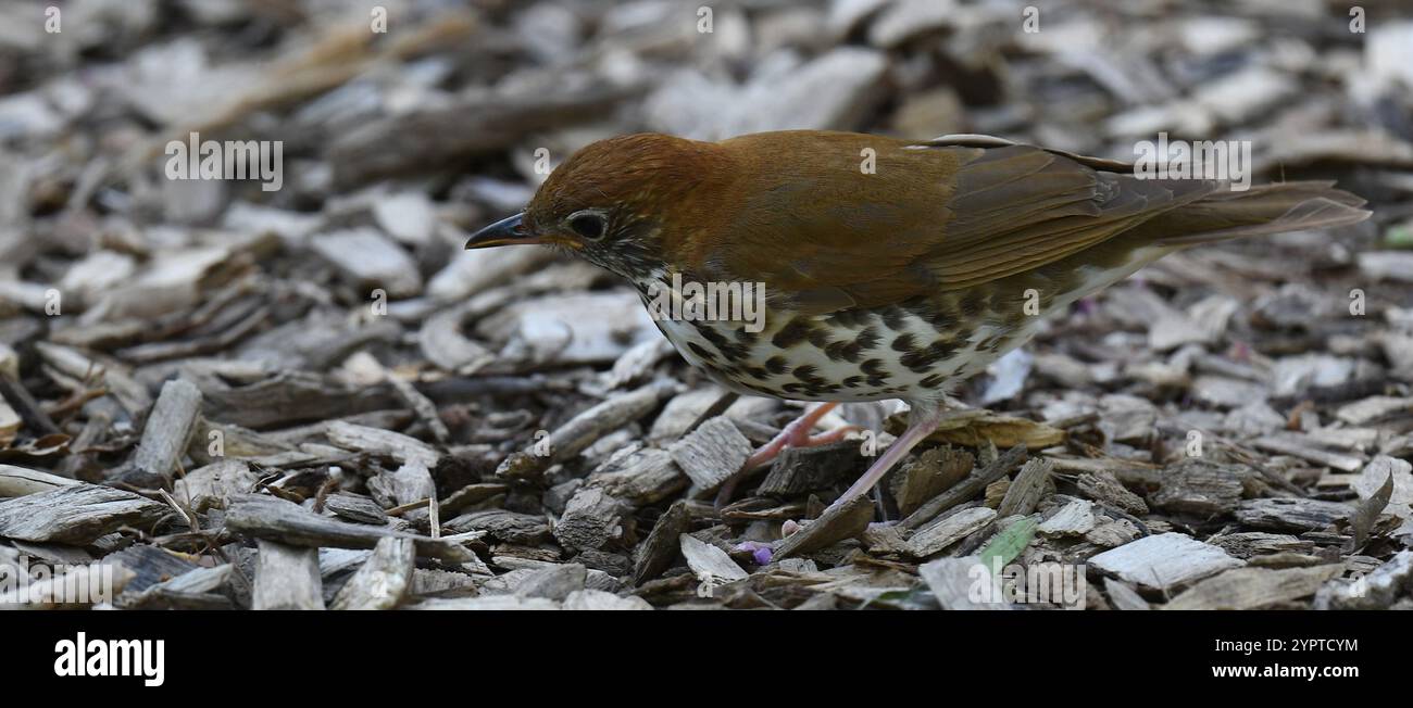 Wood Thrush (Hylocichla mustelina Stock Photo - Alamy