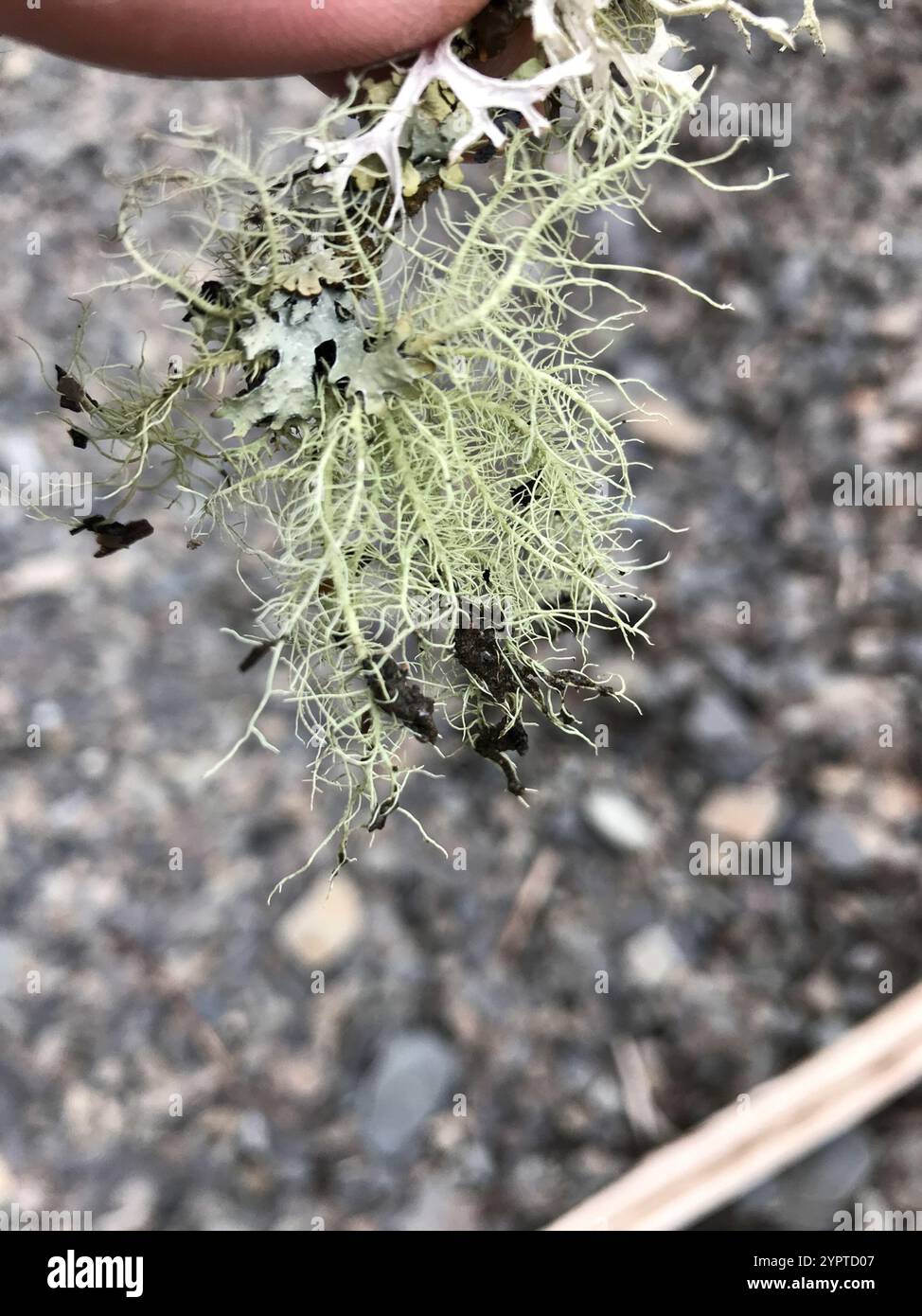 Usnea subfloridana lichen hi-res stock photography and images - Alamy