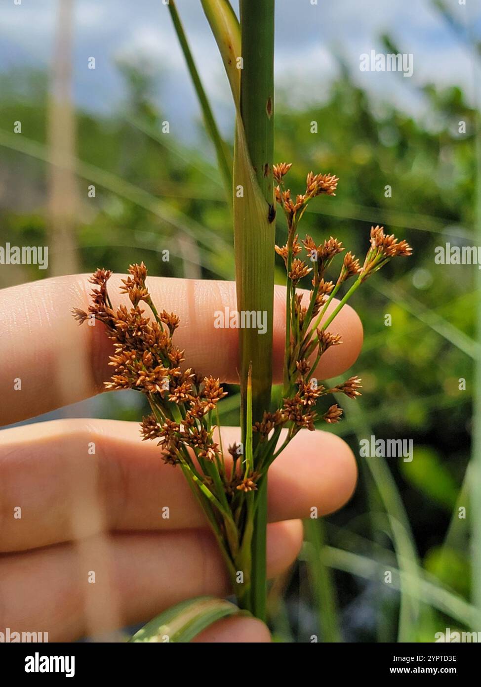 Swamp Sawgrass (Cladium mariscus Stock Photo - Alamy