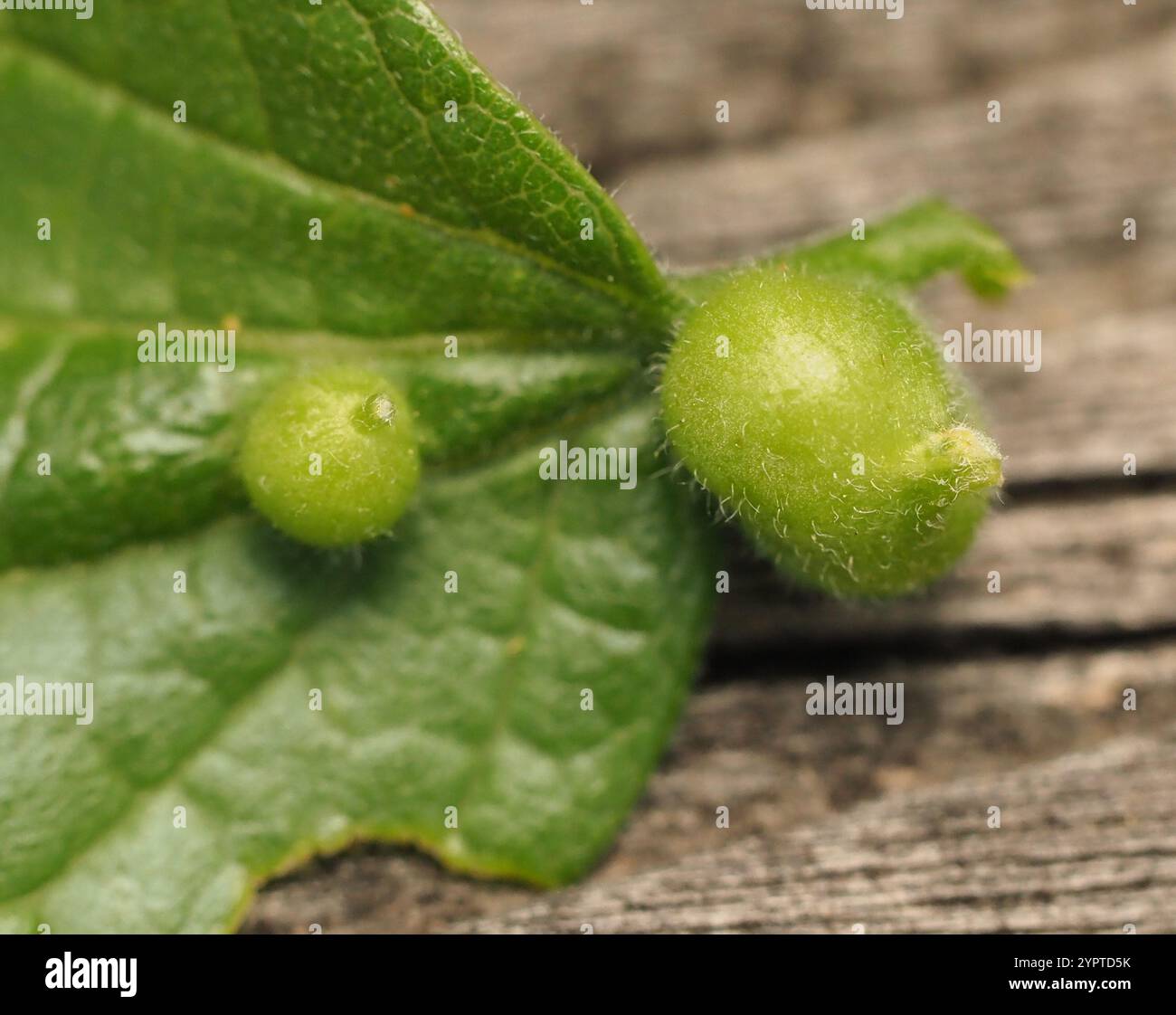 Hackberry Aggregate Gall Midge (Celticecis connata Stock Photo - Alamy