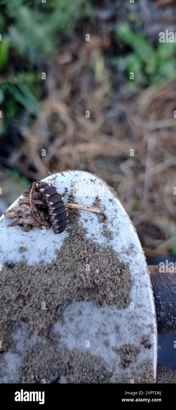 European Glow-worm (Lampyris noctiluca Stock Photo - Alamy