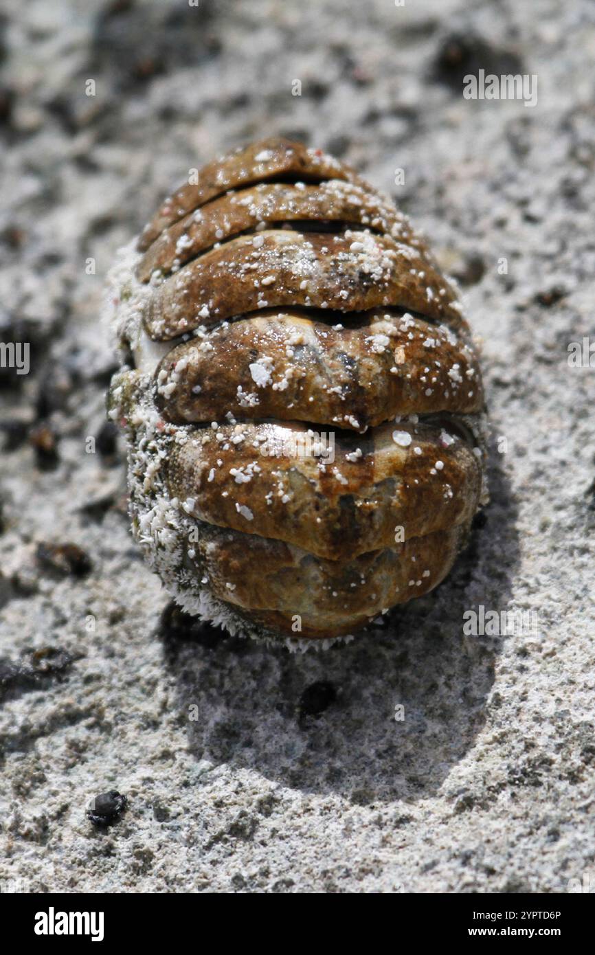 West Indian Fuzzy Chiton (Acanthopleura granulata Stock Photo - Alamy