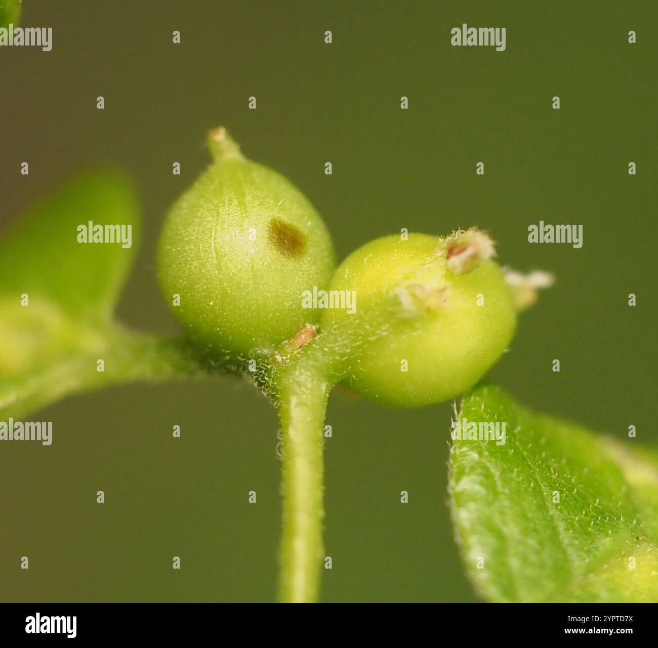 Hackberry Aggregate Gall Midge (Celticecis connata Stock Photo - Alamy
