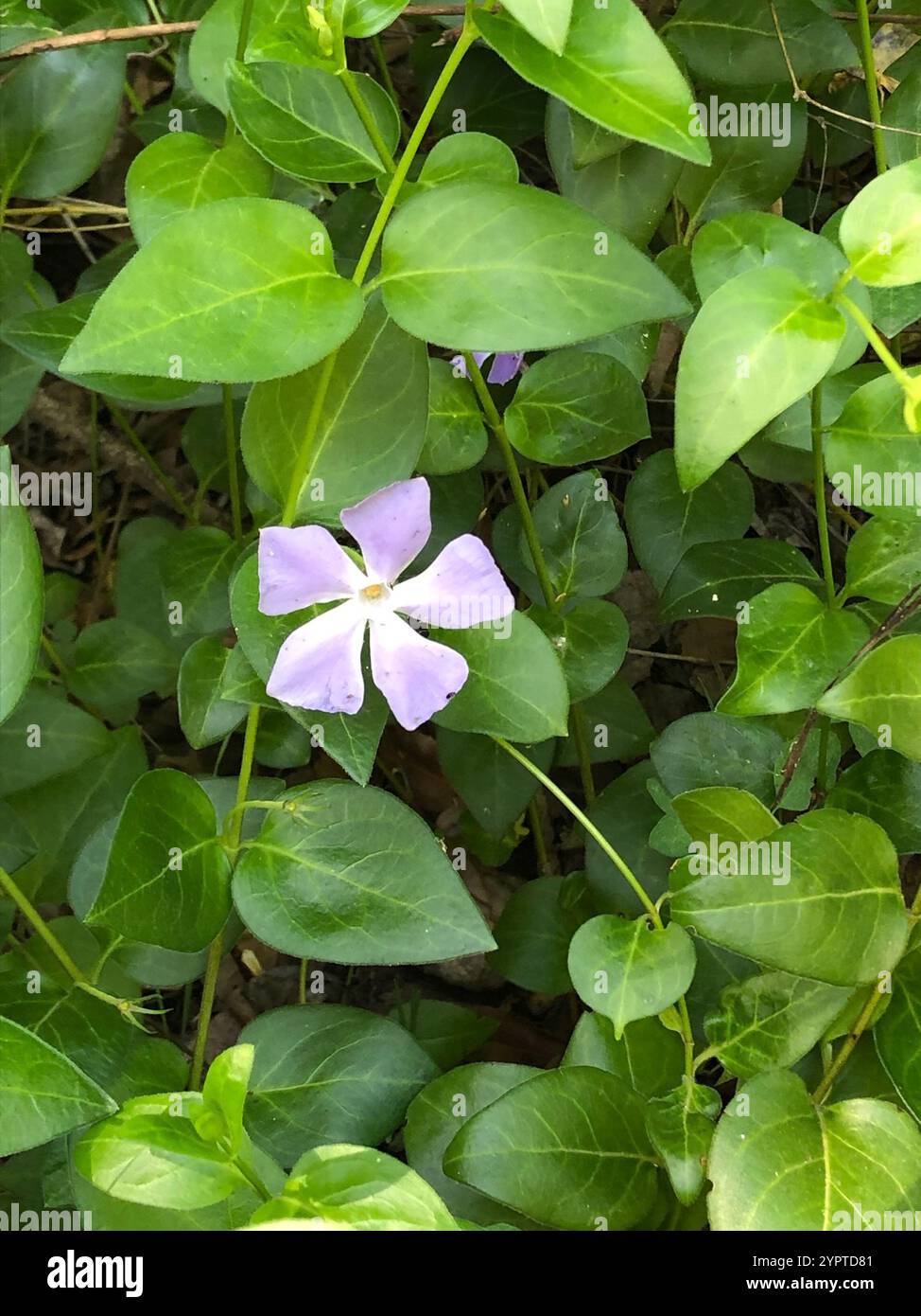 greater periwinkle (Vinca major Stock Photo - Alamy