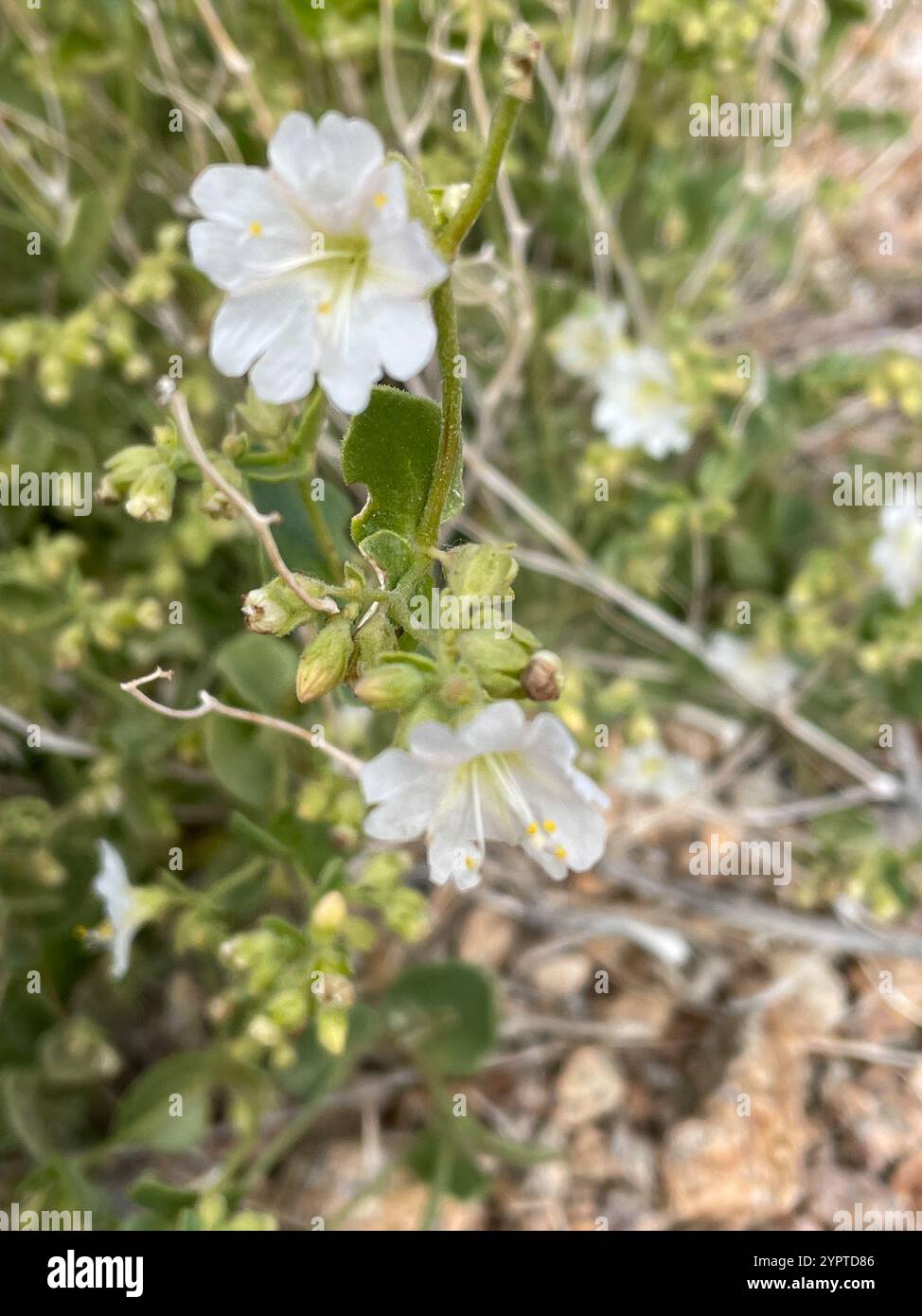 Wishbone Bush (Mirabilis laevis Stock Photo - Alamy