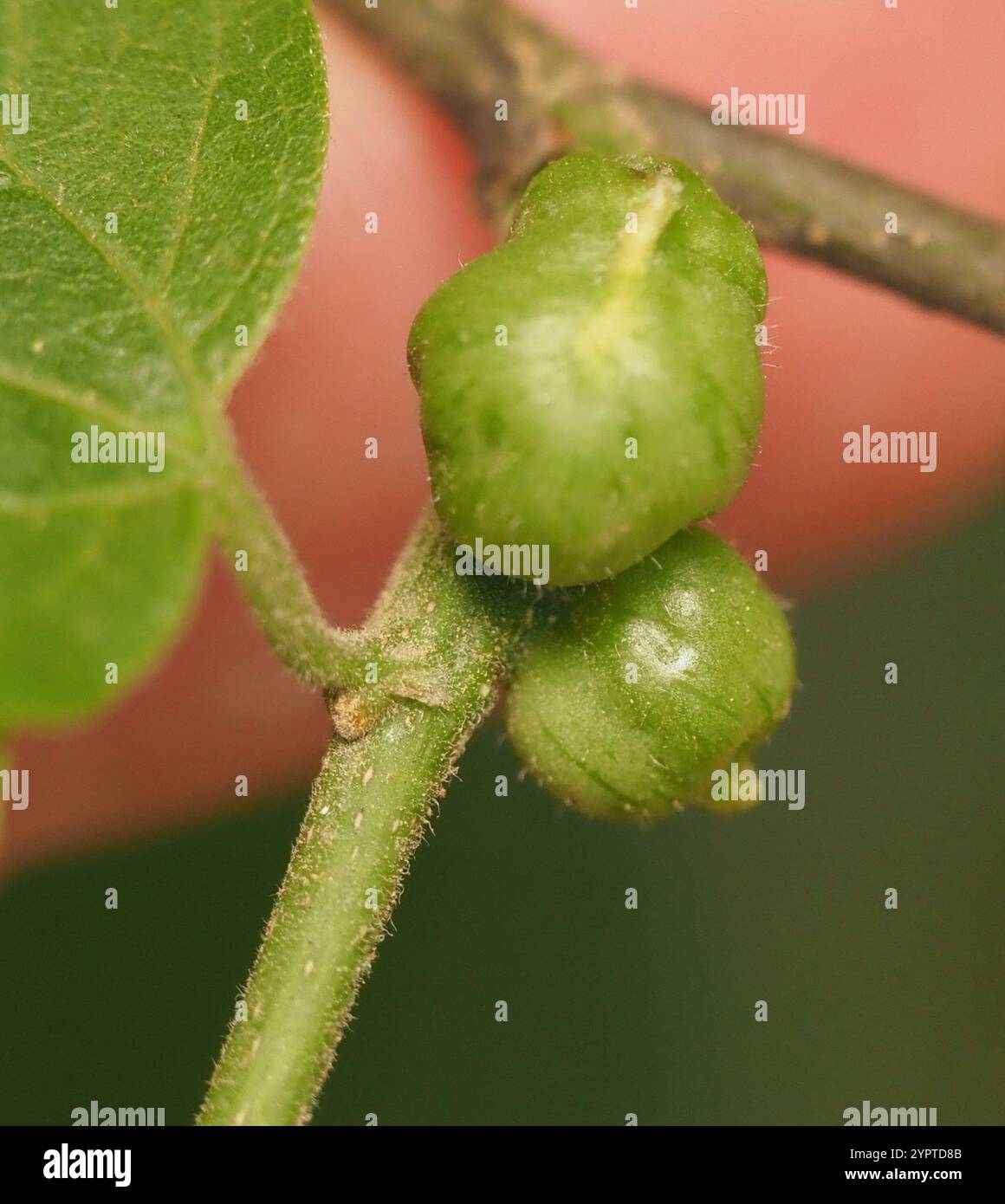 Hackberry Aggregate Gall Midge (Celticecis connata Stock Photo - Alamy