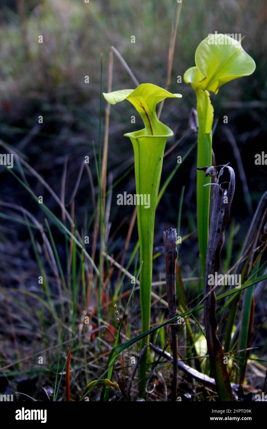yellow pitcher plant (Sarracenia flava Stock Photo - Alamy