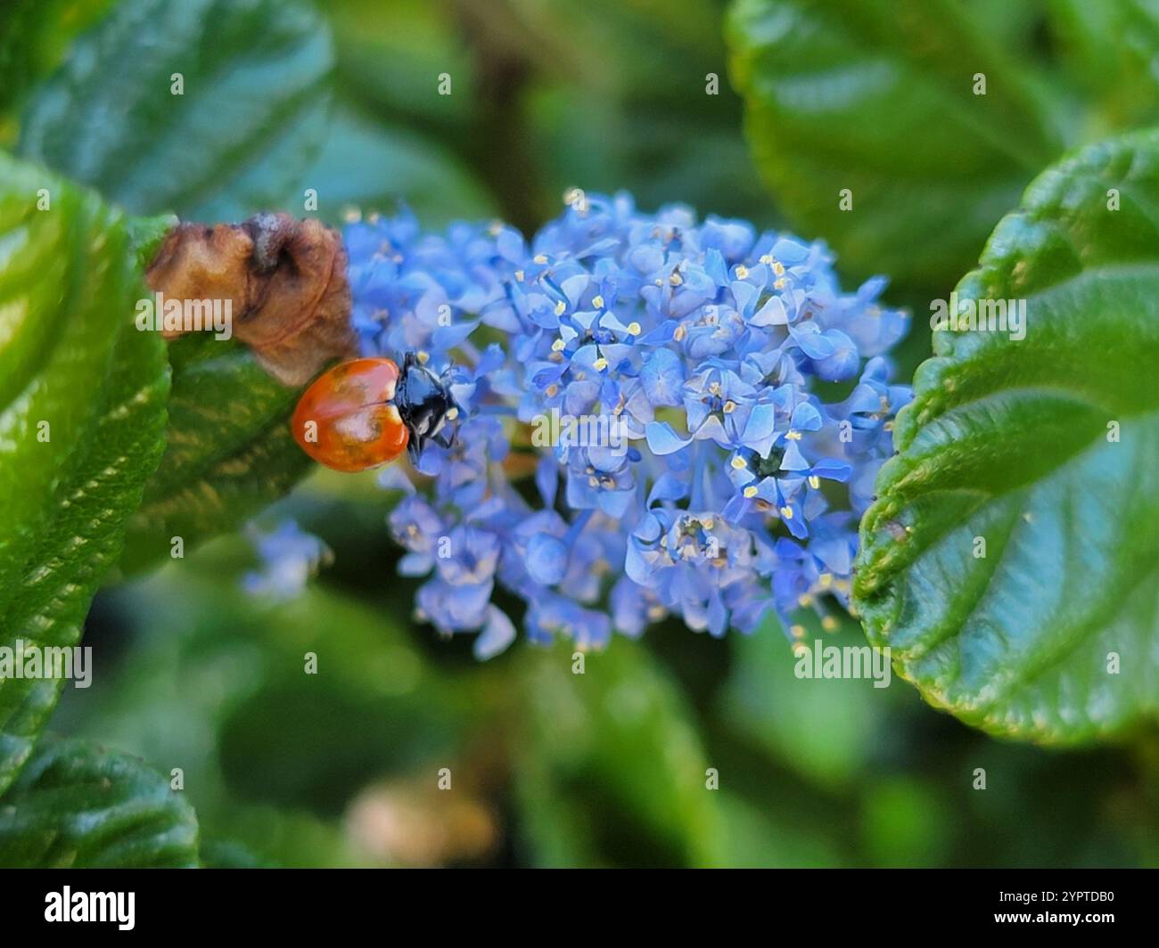 Pacific Five-spotted Lady Beetle (Hippodamia quinquesignata ambigua ...