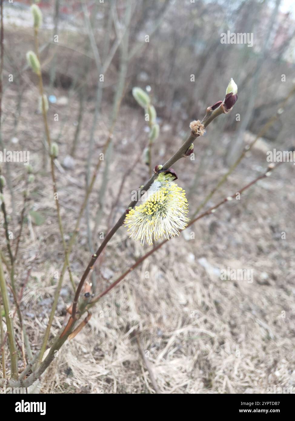 goat willow (Salix caprea Stock Photo - Alamy