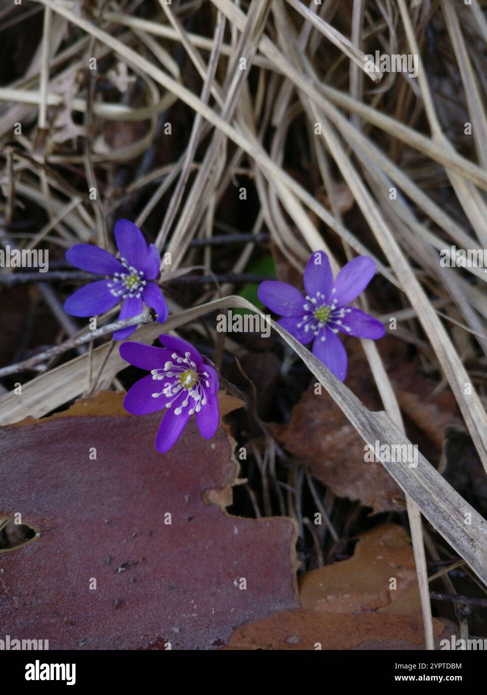 Liverleaf (Hepatica nobilis Stock Photo - Alamy