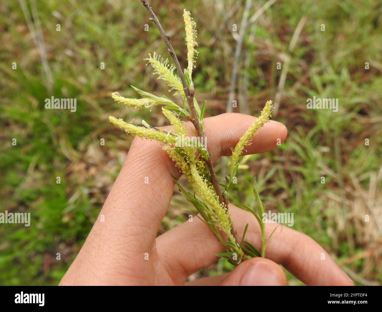 interior sandbar willow (Salix interior Stock Photo - Alamy