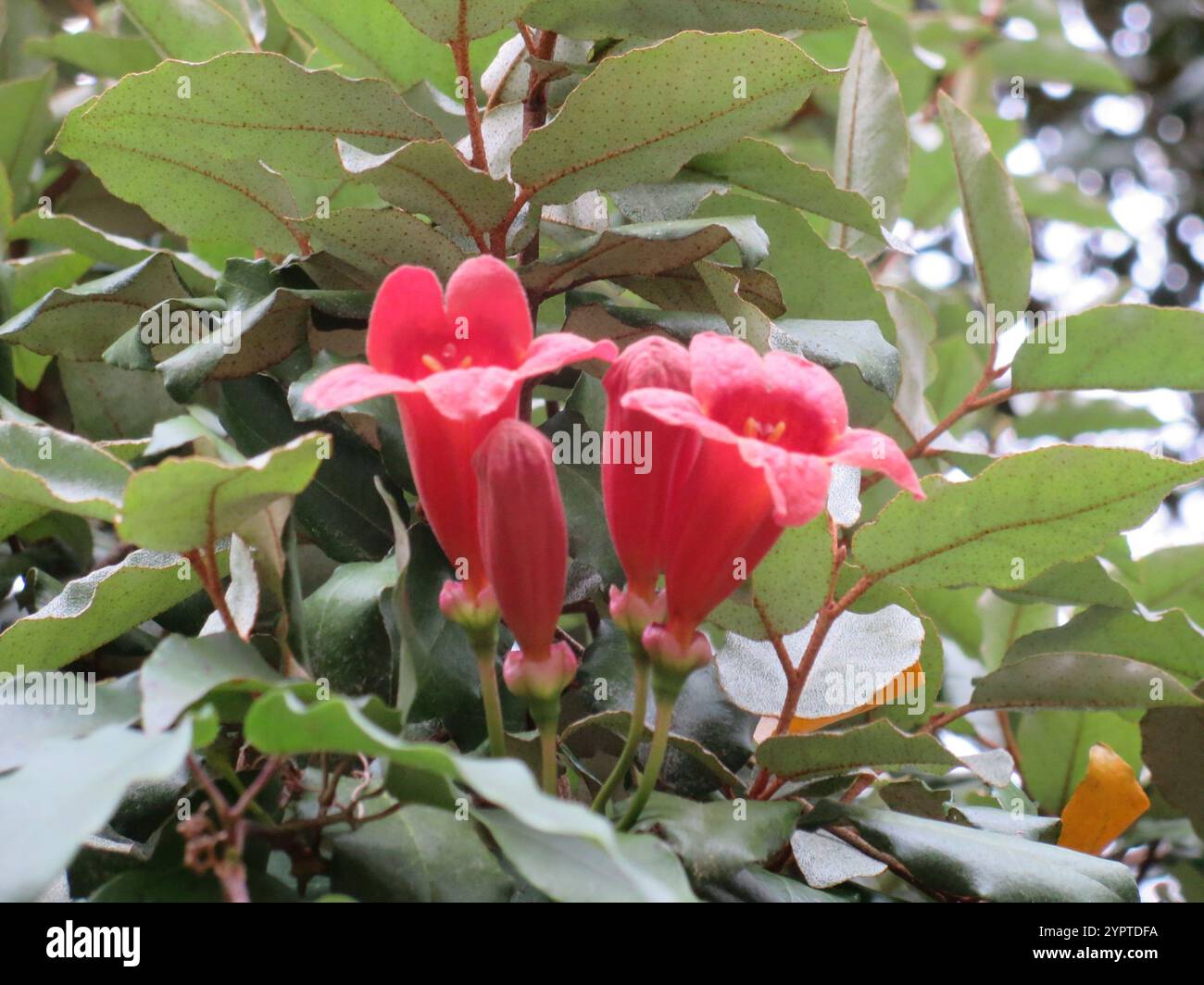 cross vine (Bignonia capreolata Stock Photo - Alamy