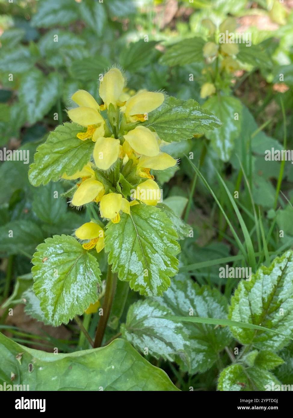 yellow archangel (Lamium galeobdolon Stock Photo - Alamy
