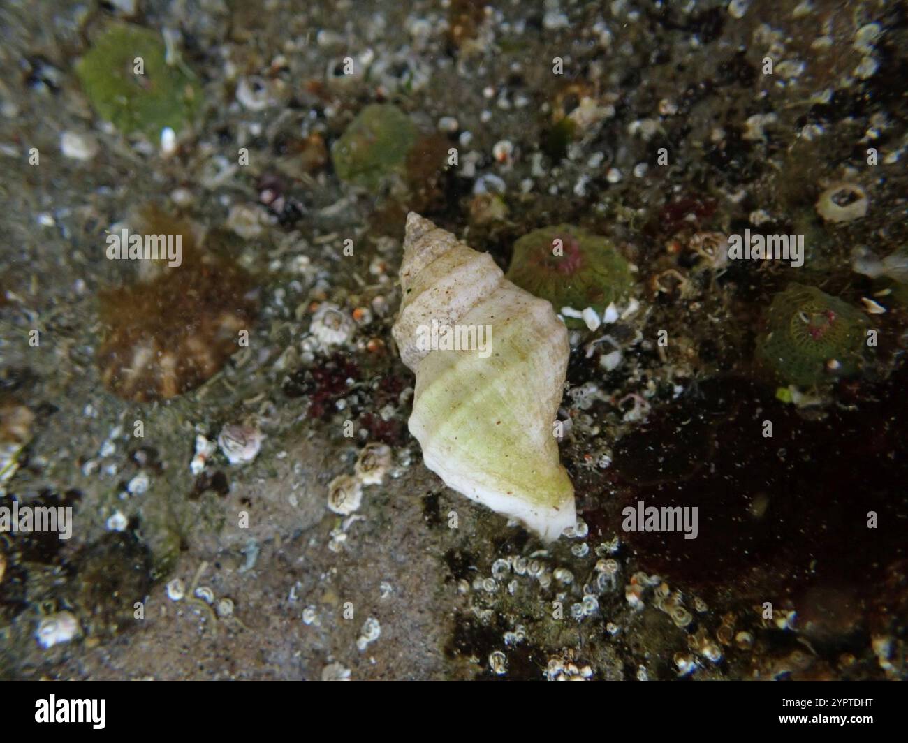 Frilled Dogwinkle (Nucella lamellosa Stock Photo - Alamy