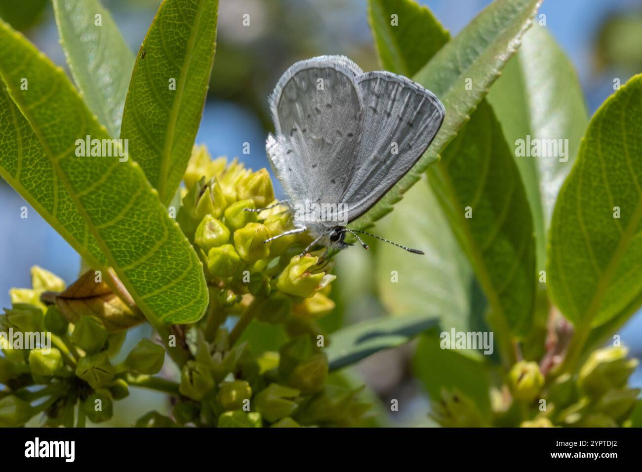Echo Azure (Celastrina echo Stock Photo - Alamy