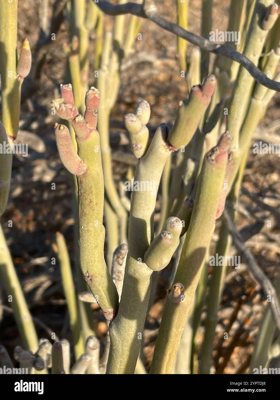 Slipper Plant (Euphorbia lomelii Stock Photo - Alamy
