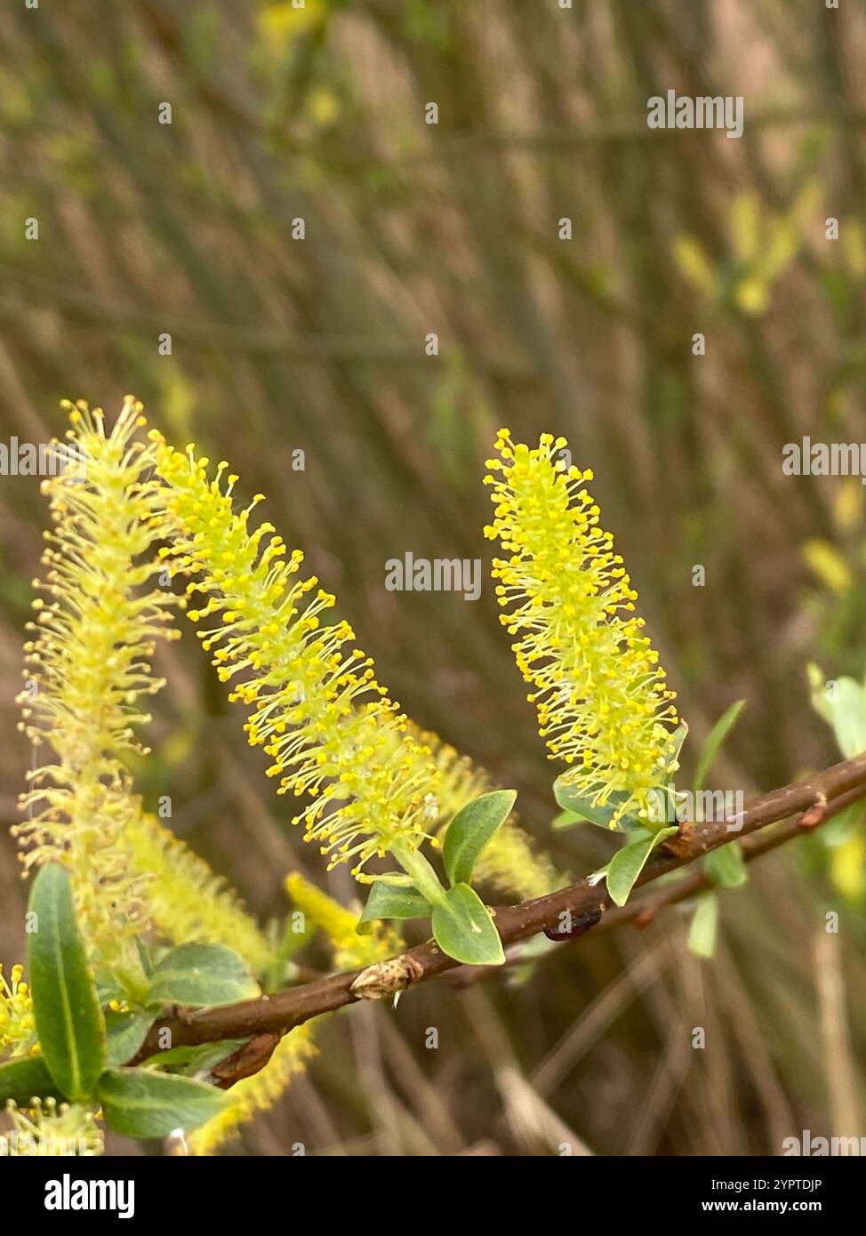 Almond Willow (Salix triandra Stock Photo - Alamy