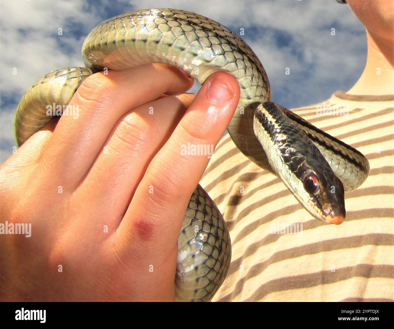 Four striped snake dromicodryas quadrilineatus hi-res stock photography ...
