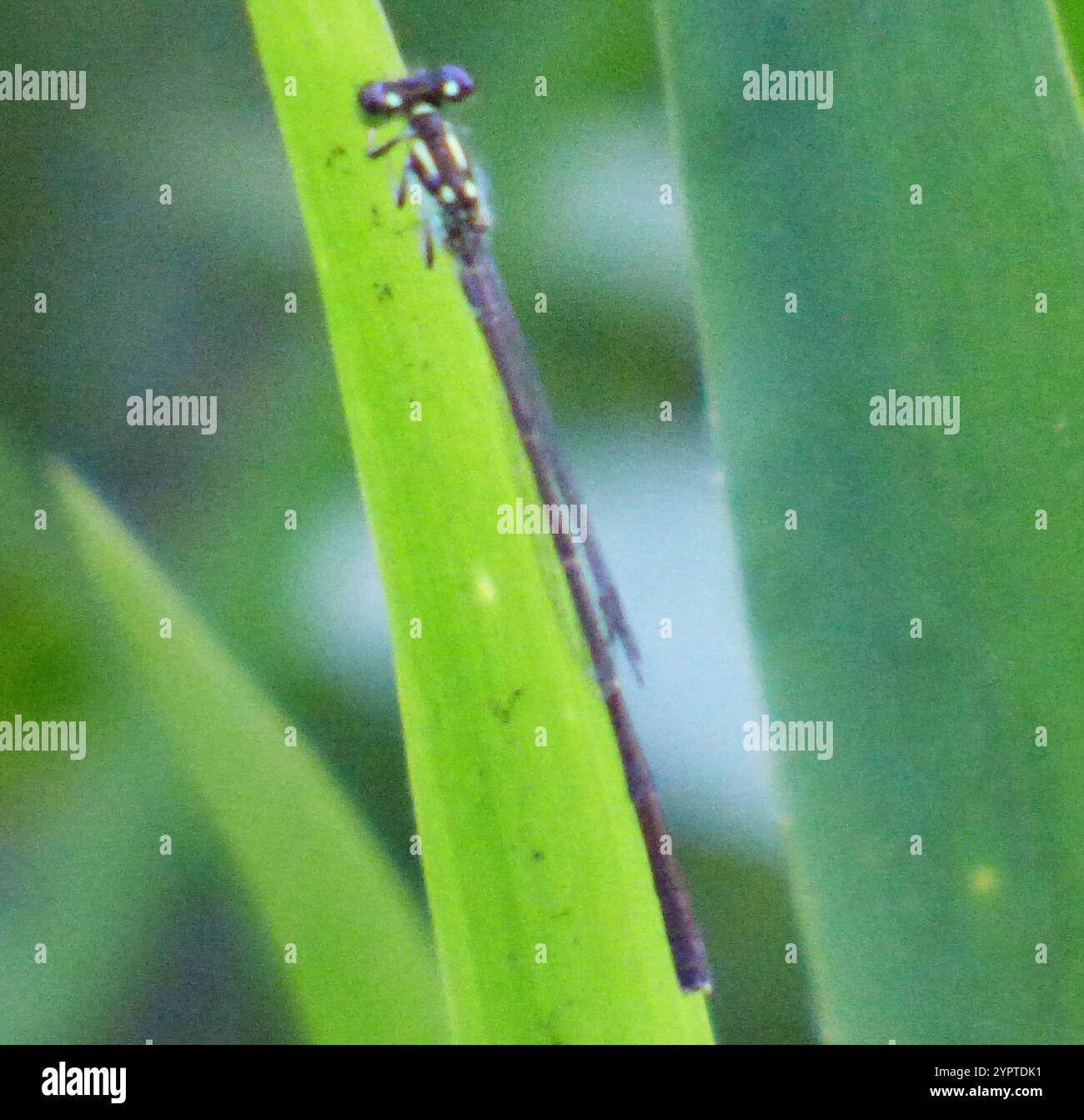Fragile Forktail (Ischnura posita Stock Photo - Alamy