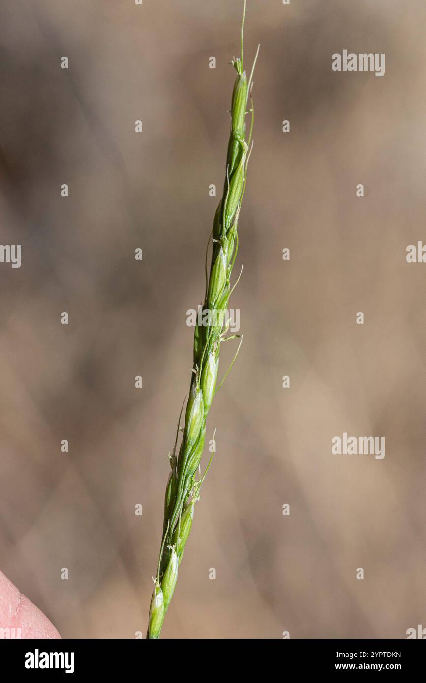 White-grained Mountain-ricegrass (Oryzopsis asperifolia Stock Photo - Alamy