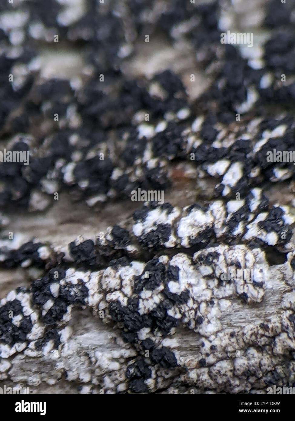 Tile Lichens (Lecidea Stock Photo - Alamy