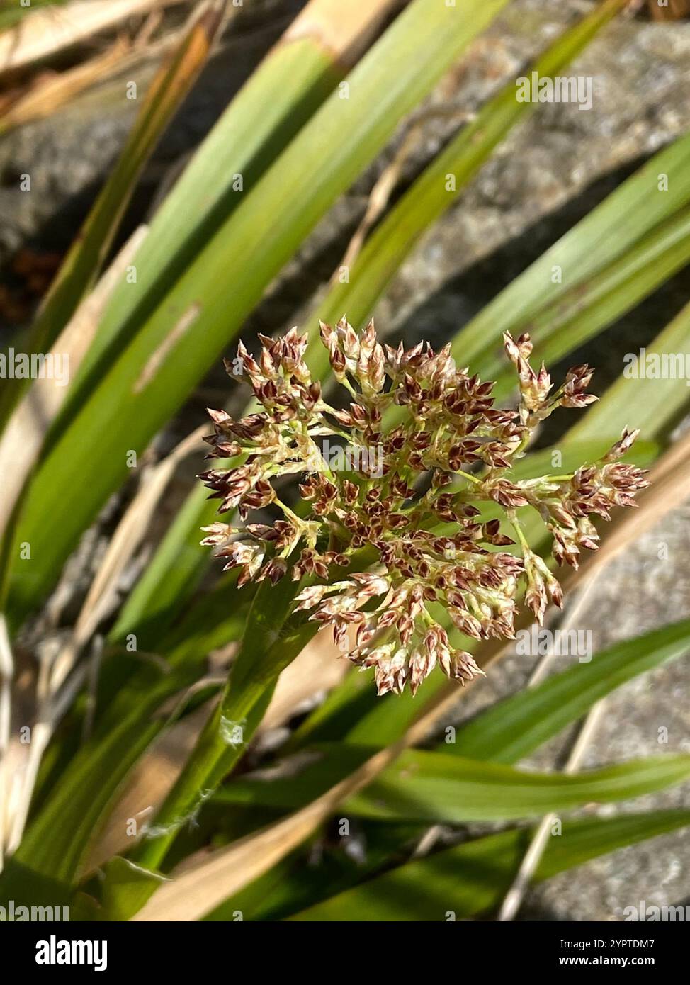 Great Woodrush (Luzula sylvatica Stock Photo - Alamy