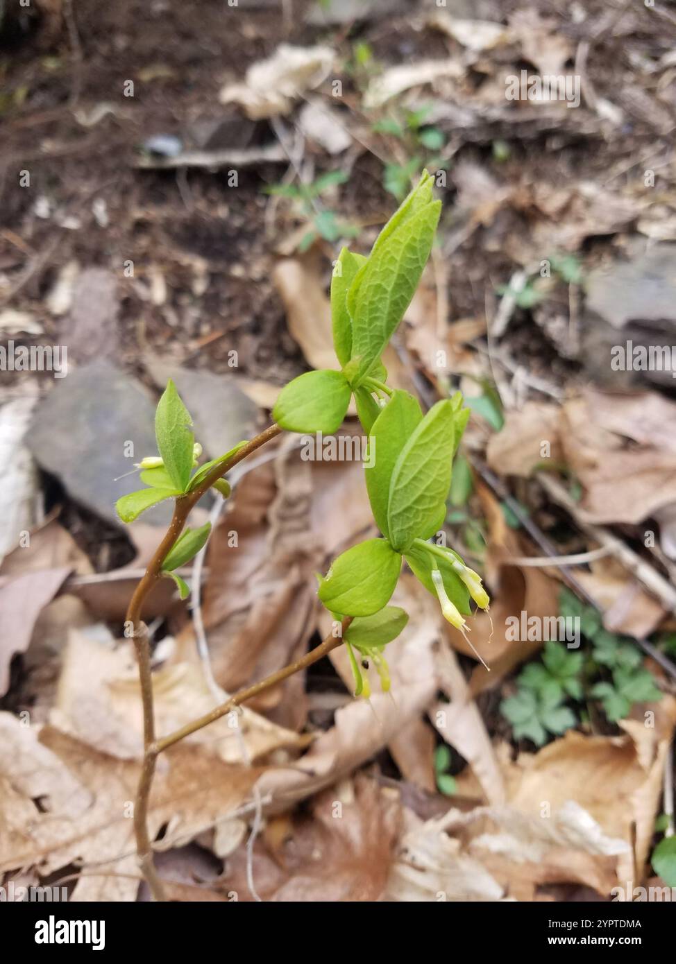 eastern leatherwood (Dirca palustris Stock Photo - Alamy