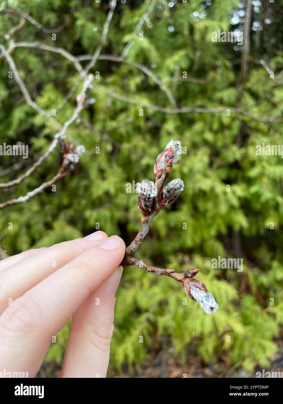European aspen (Populus tremula Stock Photo - Alamy
