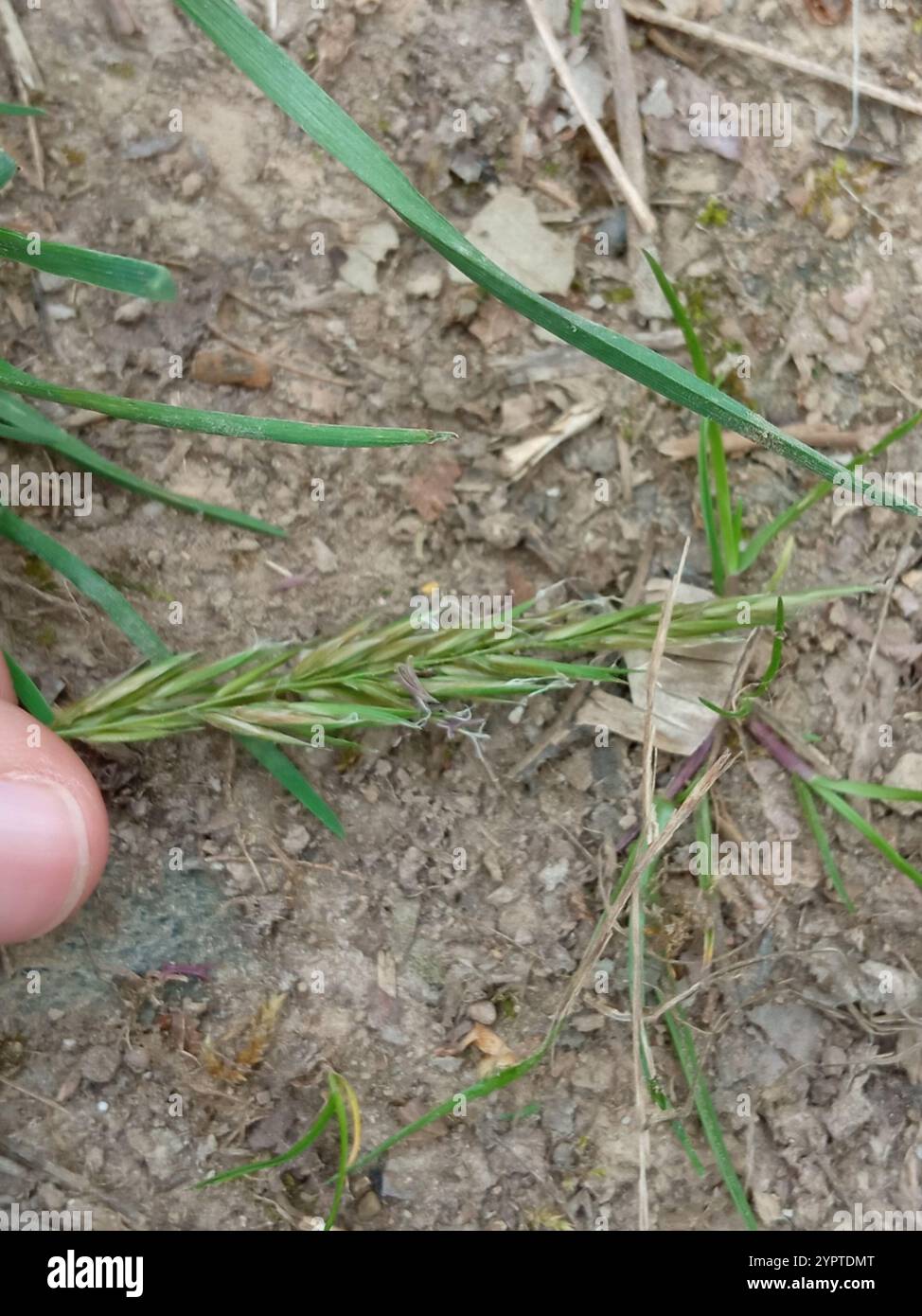 sweet vernal grass (Anthoxanthum odoratum Stock Photo - Alamy