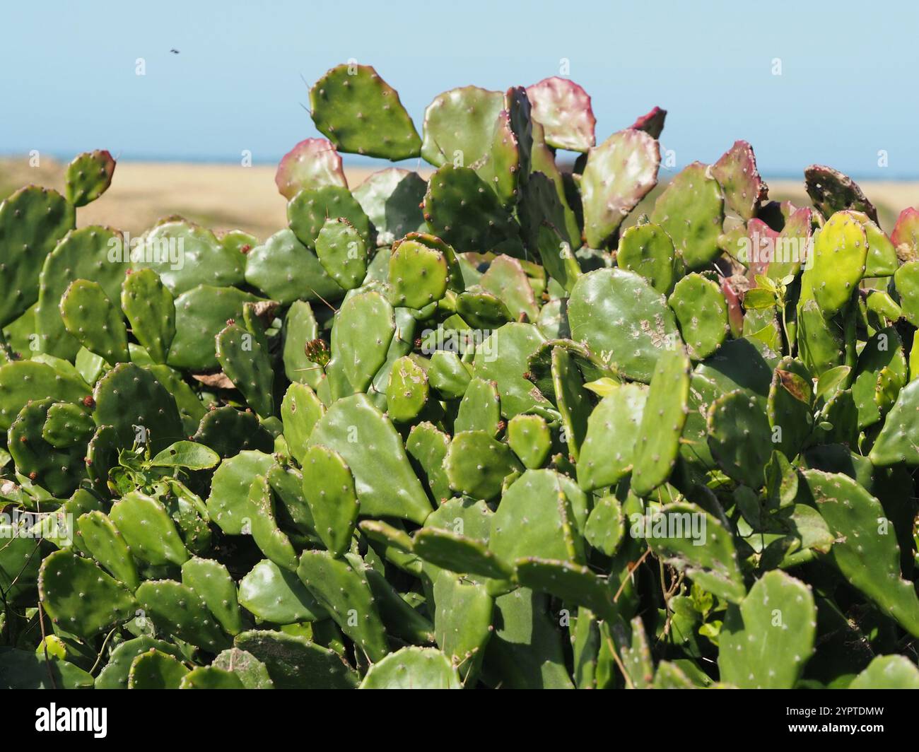 Drooping Pricklypear (Opuntia monacantha Stock Photo - Alamy