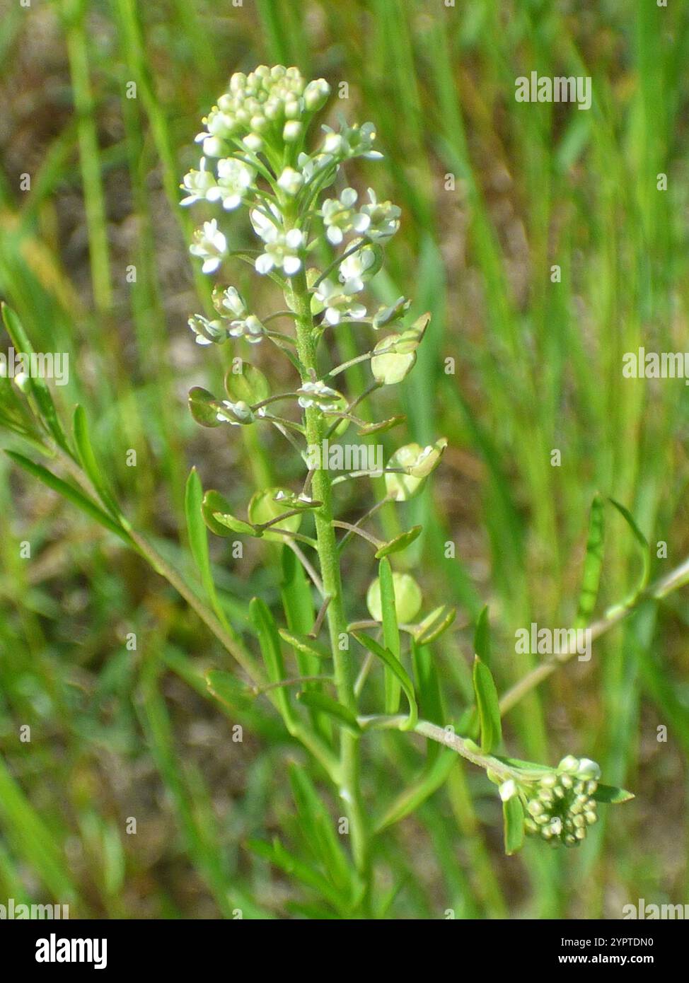 Virginia pepperweed (Lepidium virginicum Stock Photo - Alamy